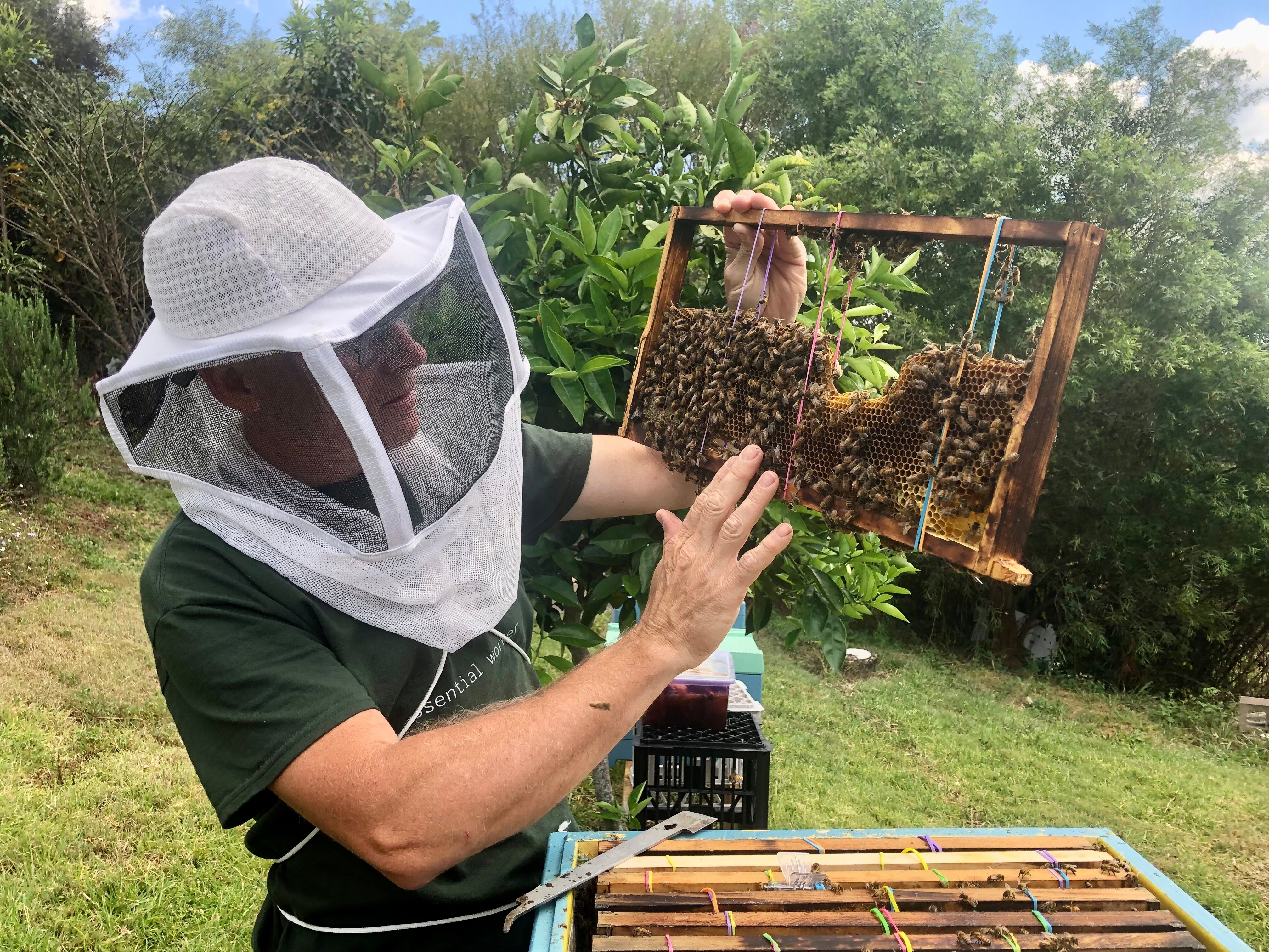 Apiarist amazed after cutting out second 'monster' bee hive from ...