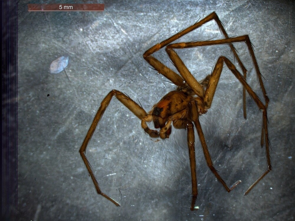 Tassie boy discovers new genus of spider - ABC News