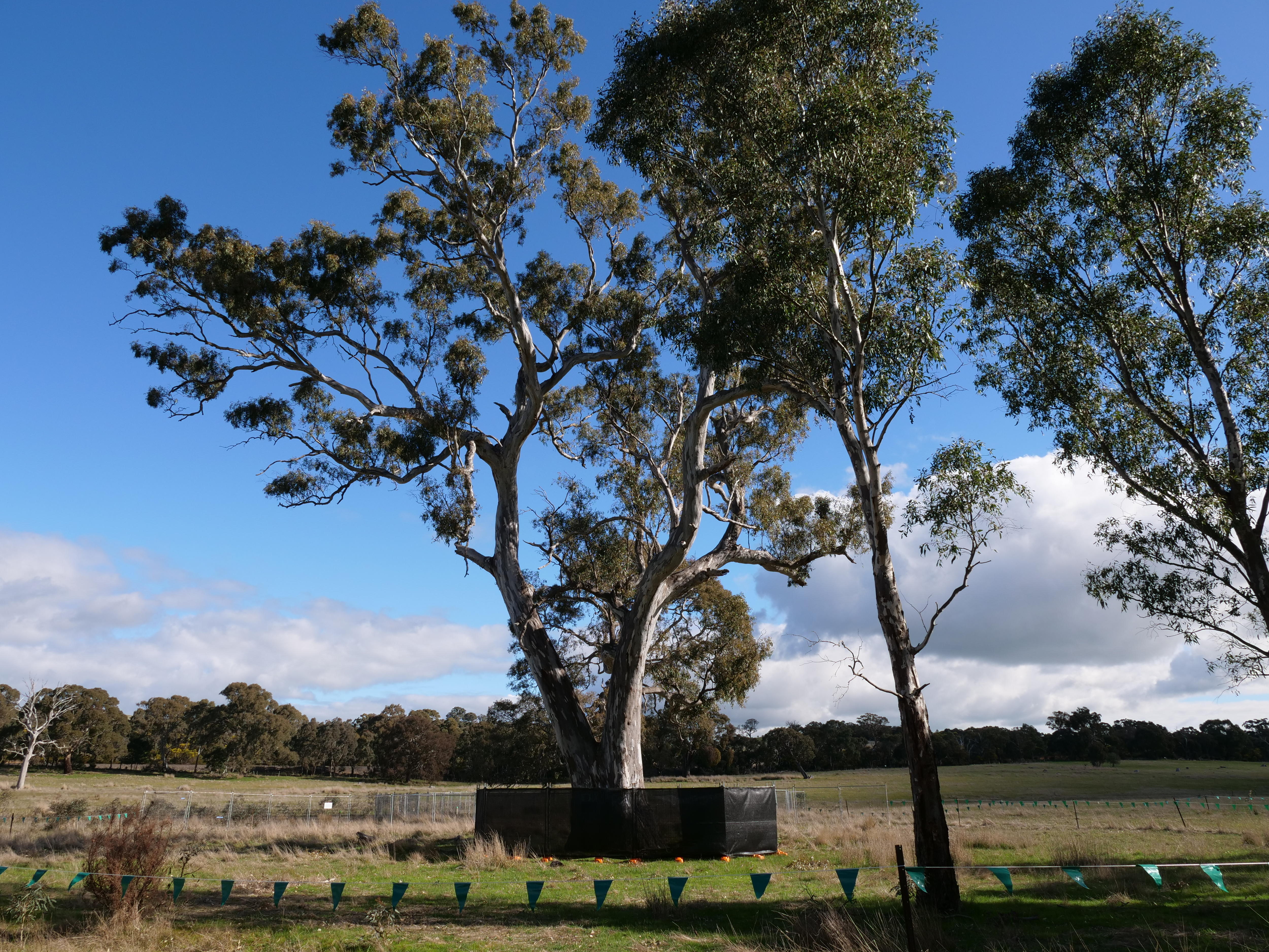 Sacred birthing tree vandalised as highway duplication route dispute ...