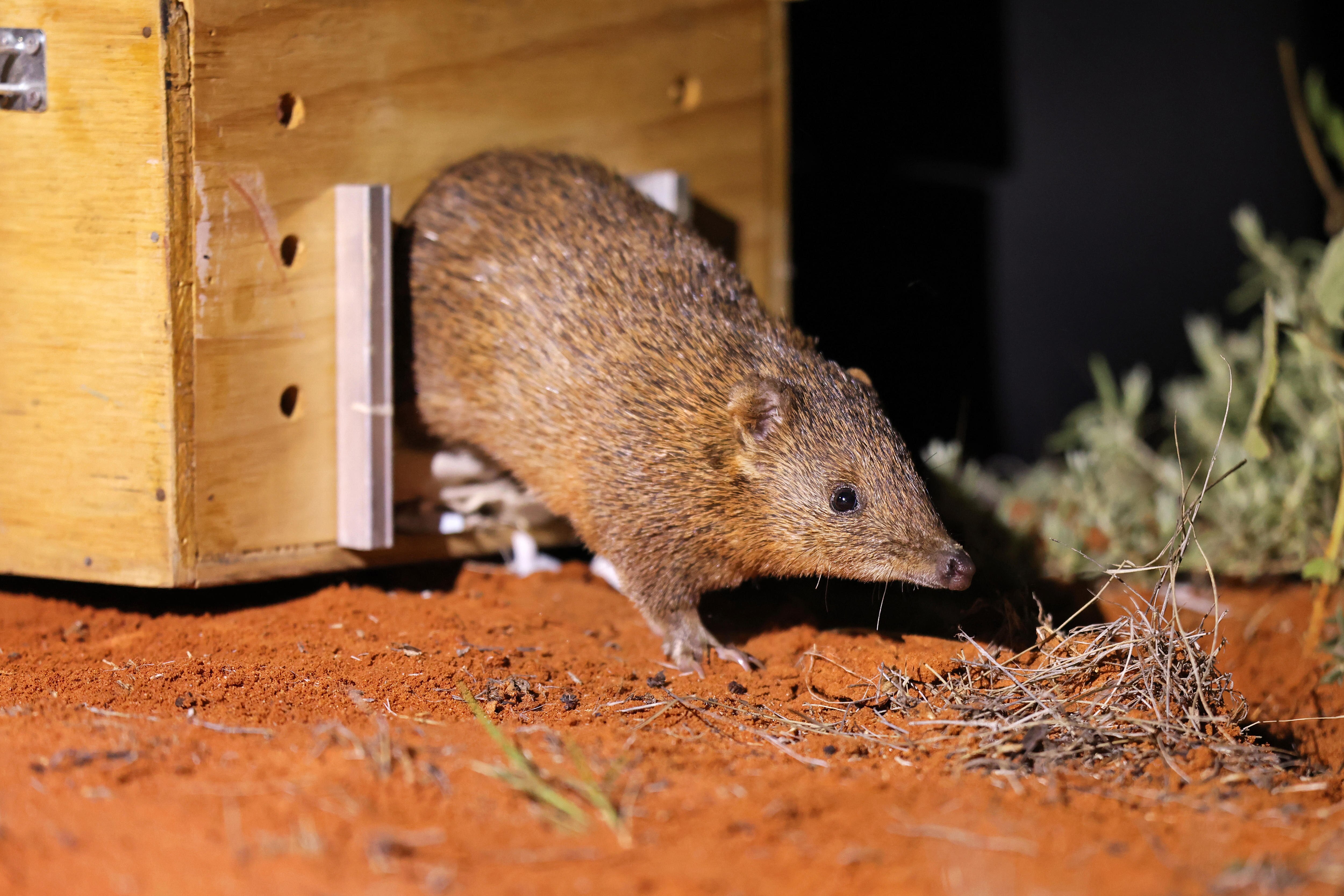 Scientists successfully reintroduce locally extinct mammals to safe ...