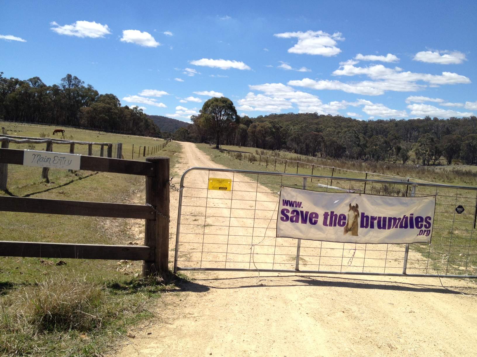 Fertility trial to stop brumbies horsing around - ABC News