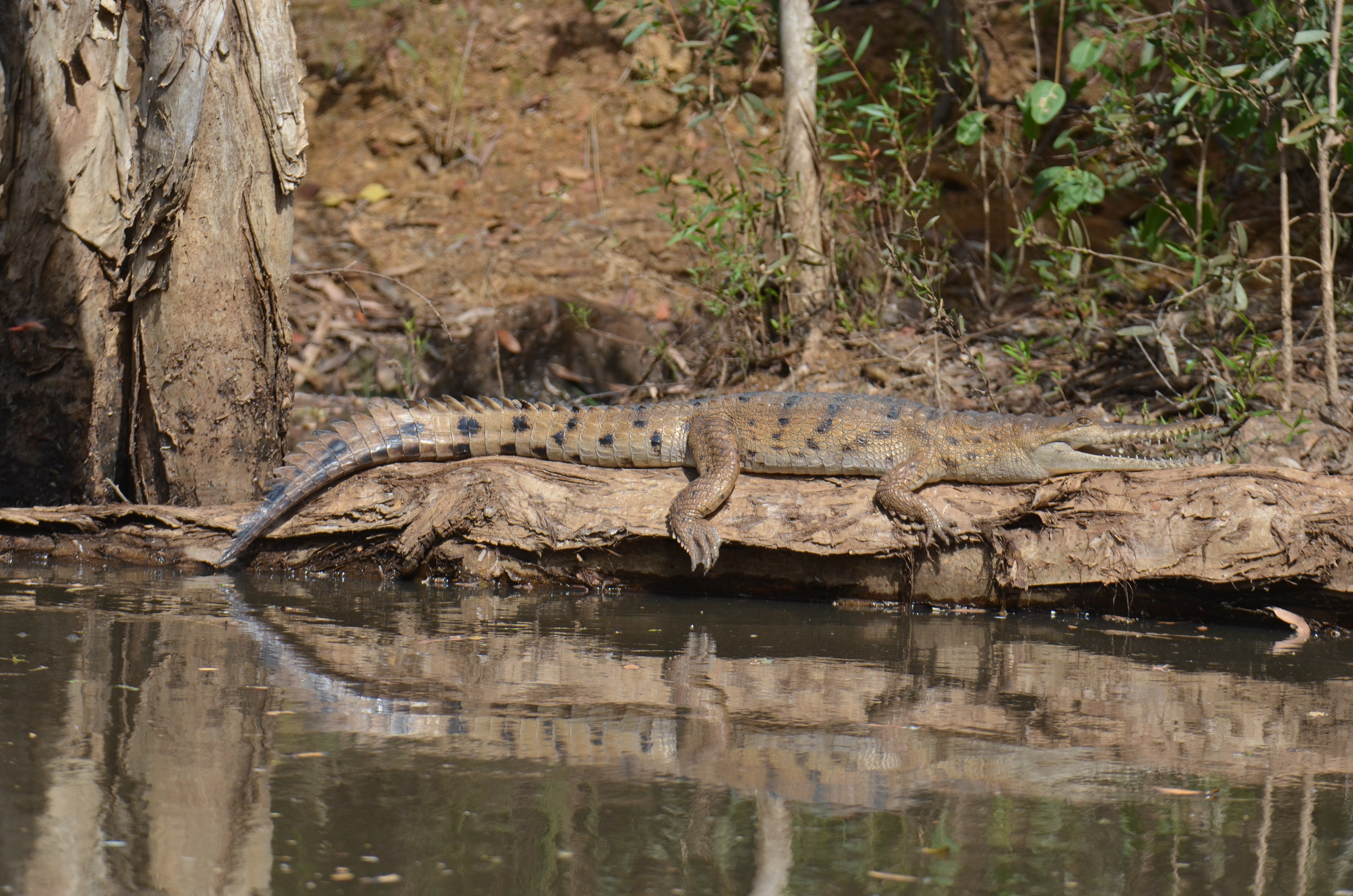 NT's Wongalara sanctuary protecting native wildlife using cool-burn ...