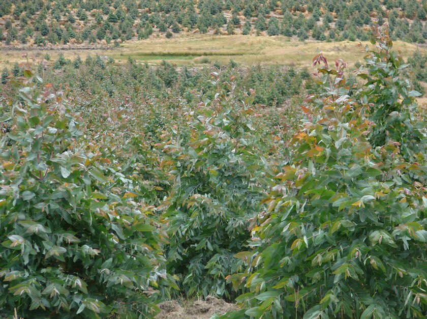 Pulp push based on Tasmanian plantation report - ABC News