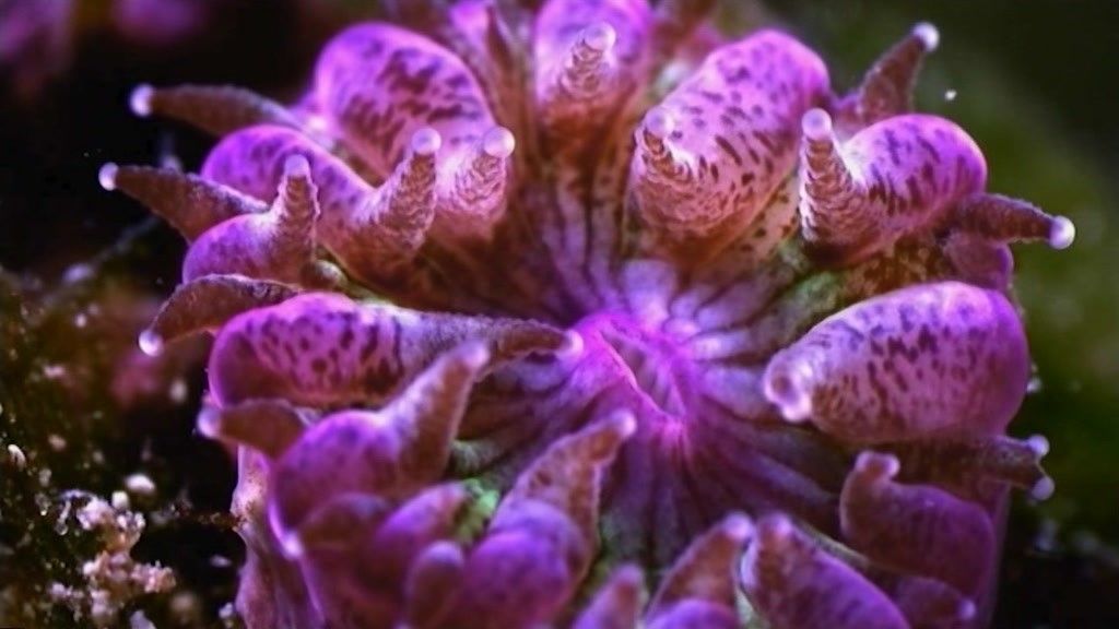 Coral Future: Bringing coral reefs back to life - ABC News
