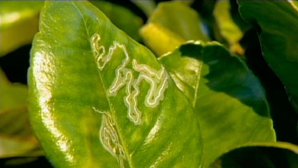 Lemonicious - Gardening Australia