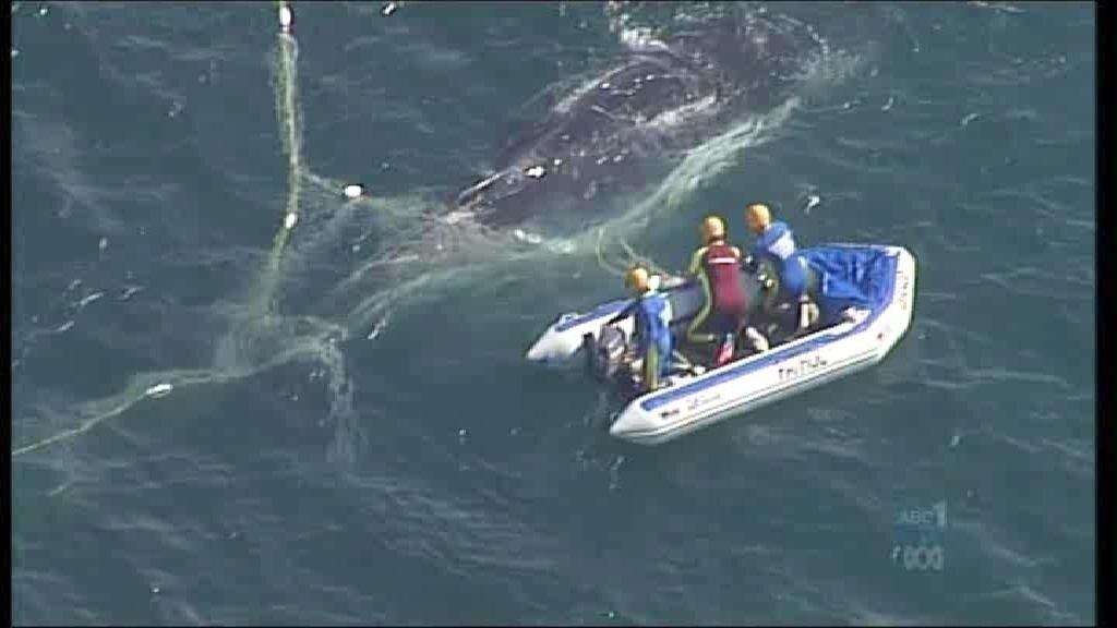Humpback whale freed from shark nets - ABC News