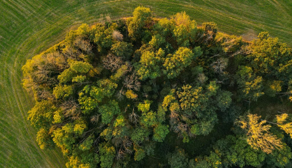 Is it a park? Is it a council green space? No, it’s a ‘tiny forest ...