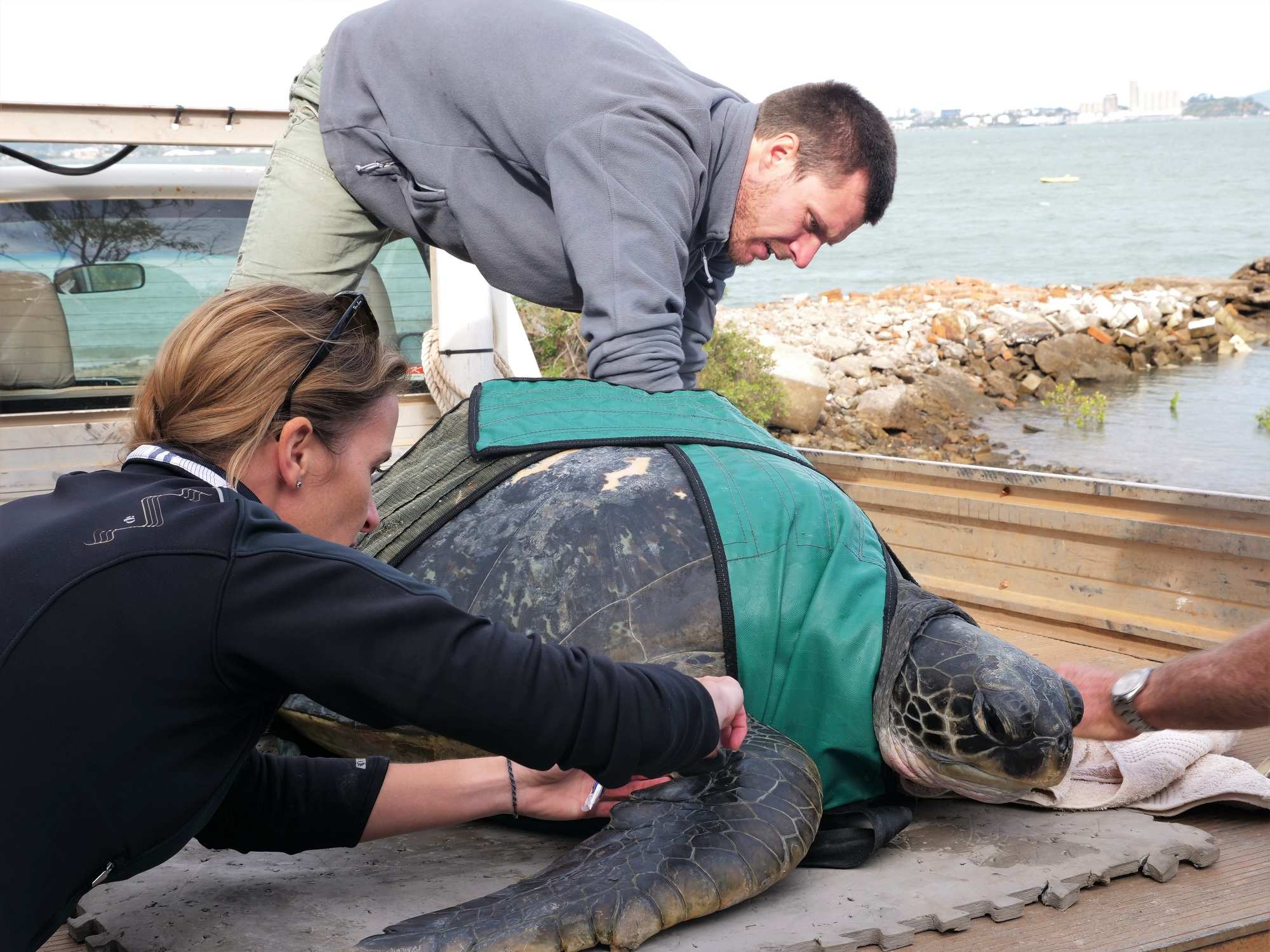 Green sea turtle released more than a year after being found with ...