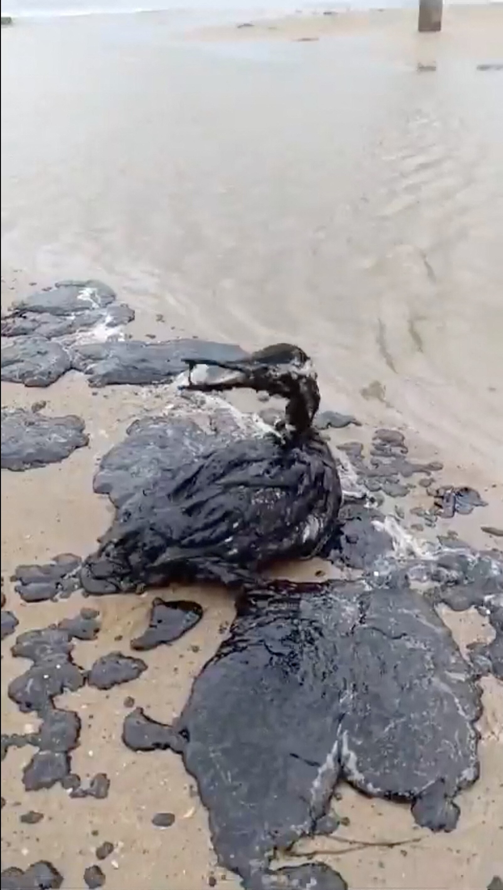 Oil spill spreads to Russia's Black Sea coastline after storm damages two tankers - ABC News