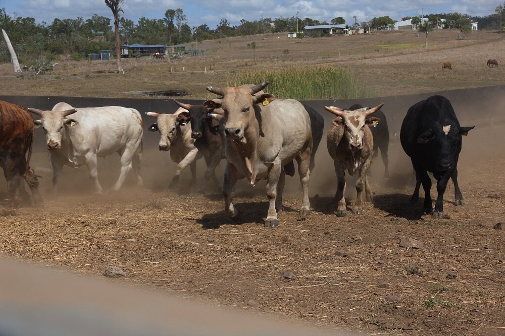 Exercising rodeo bulls - ABC News