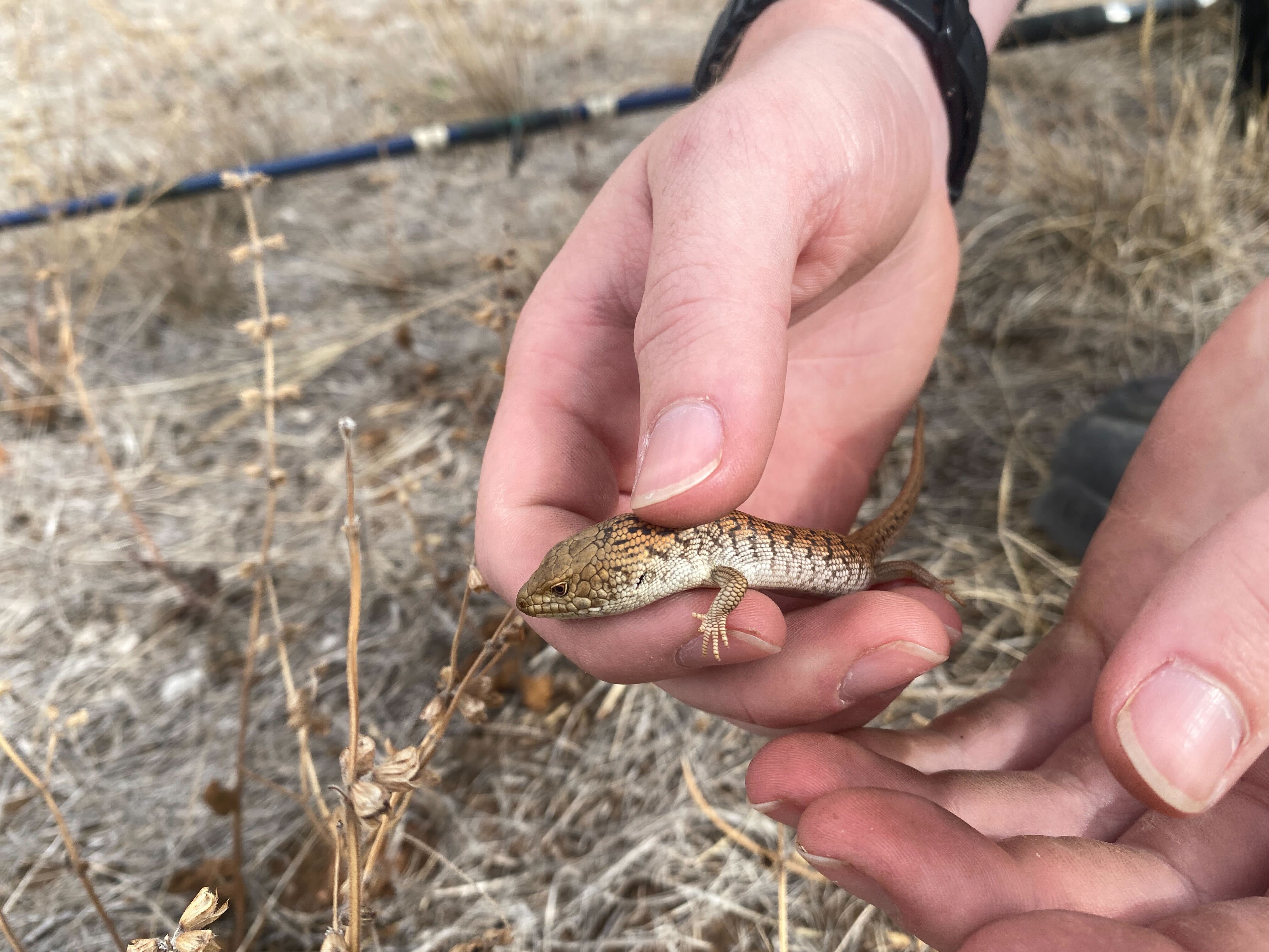 Pygmy Blue-Tongue translocation in South Australia - ABC listen