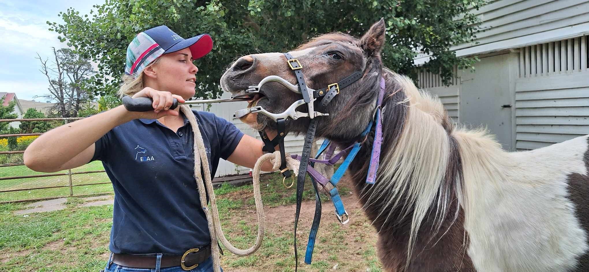 Horse dentist? - ABC listen