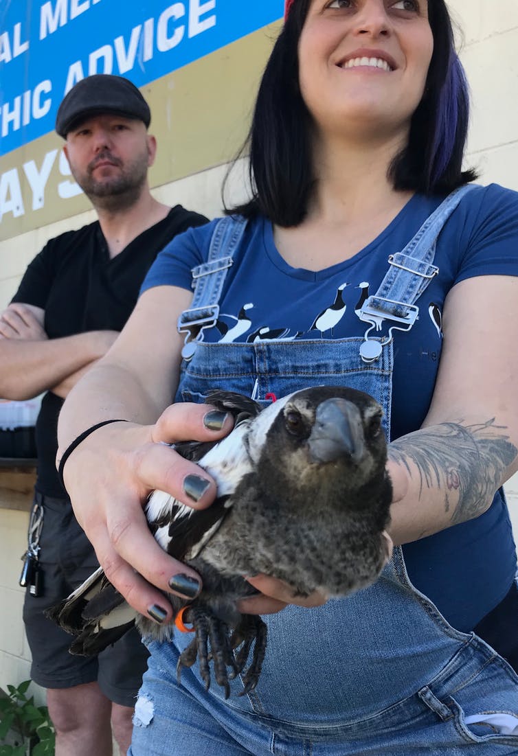 Magpies Have Outwitted Scientists By Helping Each Other Remove Tracking Devices Abc News