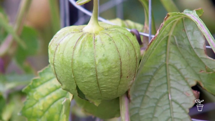 Plant Profile: Tomatillos - Gardening Australia