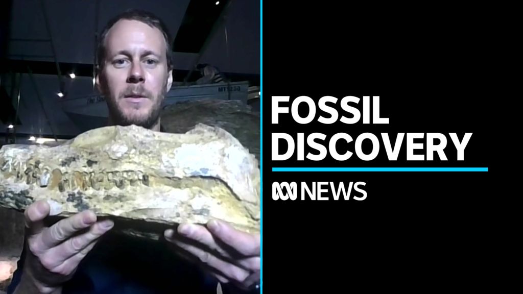 100 million-year-old plesiosaur fossil discovered in Queensland - ABC News
