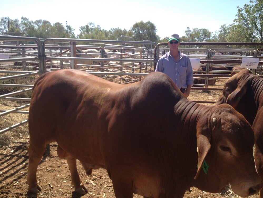 Kimberley bull sale success - ABC News