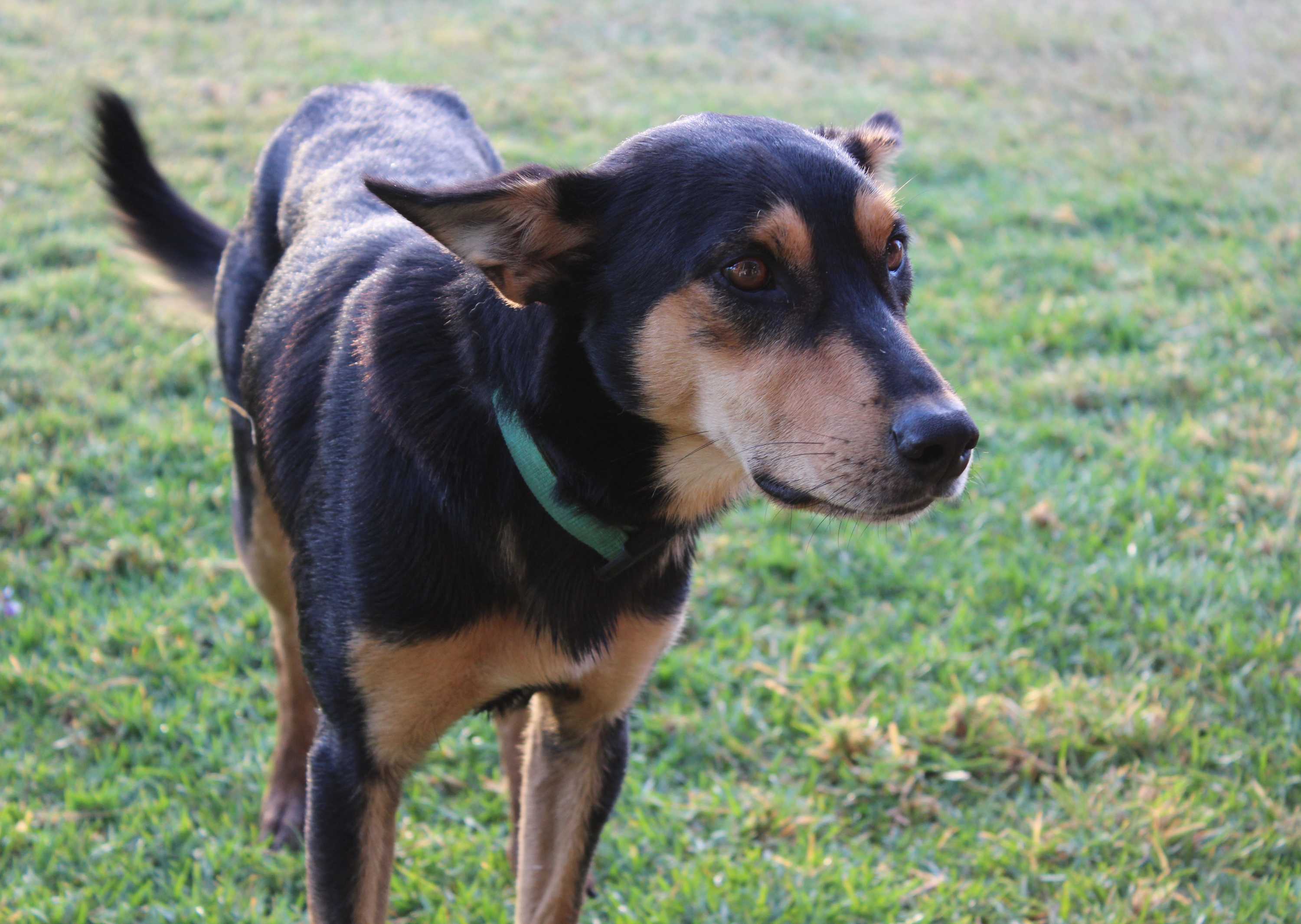 'Farmer' the farm dog named by Facebook, with honour attached - ABC News