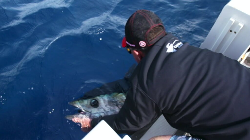 Tuna fishers asked to help keep bluefin stocks growing by using better ...