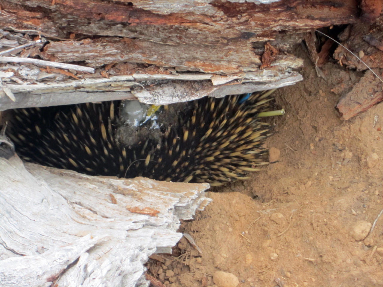 Fox baiting success lets native animals return - ABC News