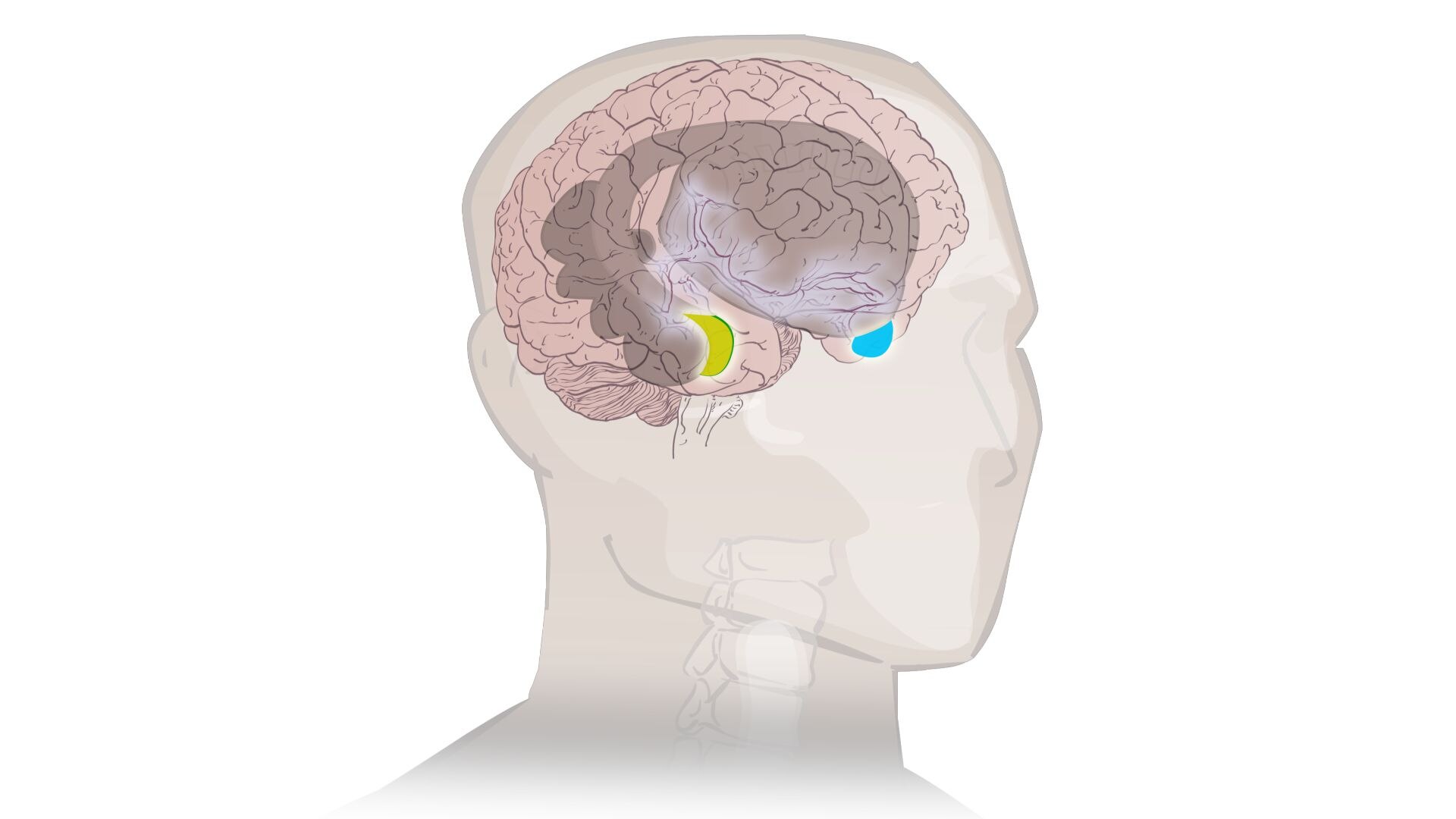 Some of us are natural thrill seekers. There's a science behind why ...