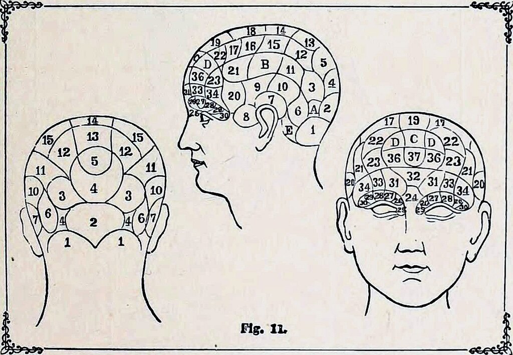 The skull, the phrenologist and the solution to a 150-year-old mystery ...