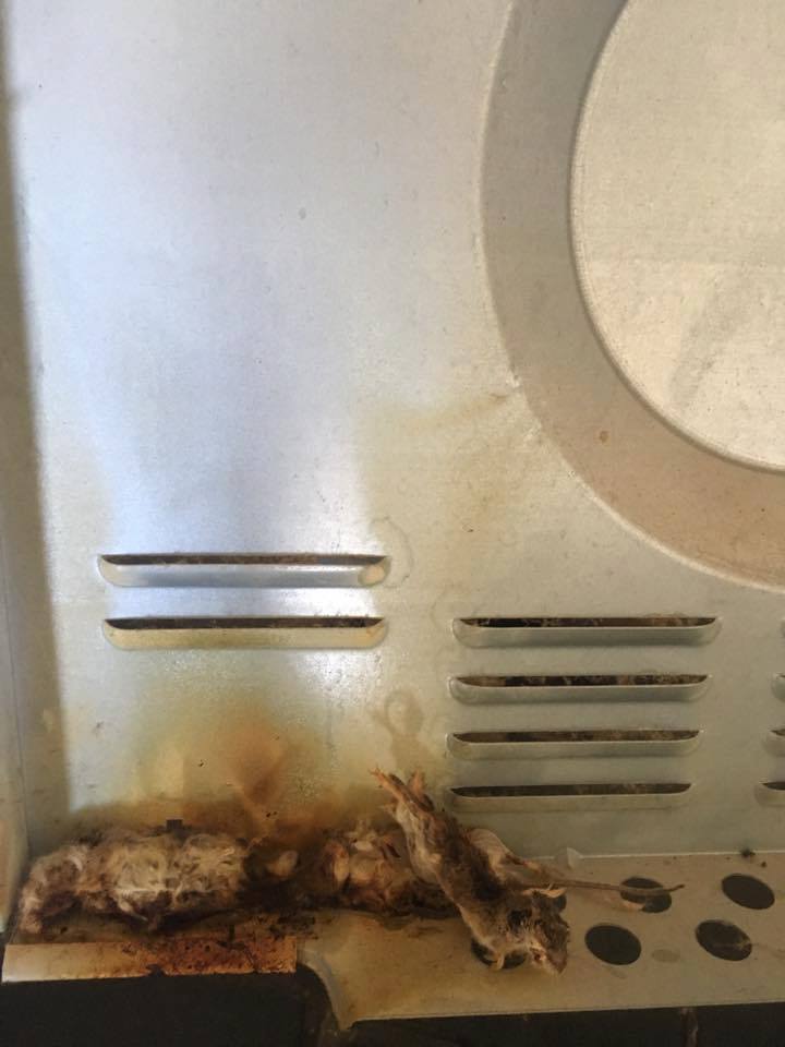 Fried mice off the menu despite dead rodents found in family's faulty ...