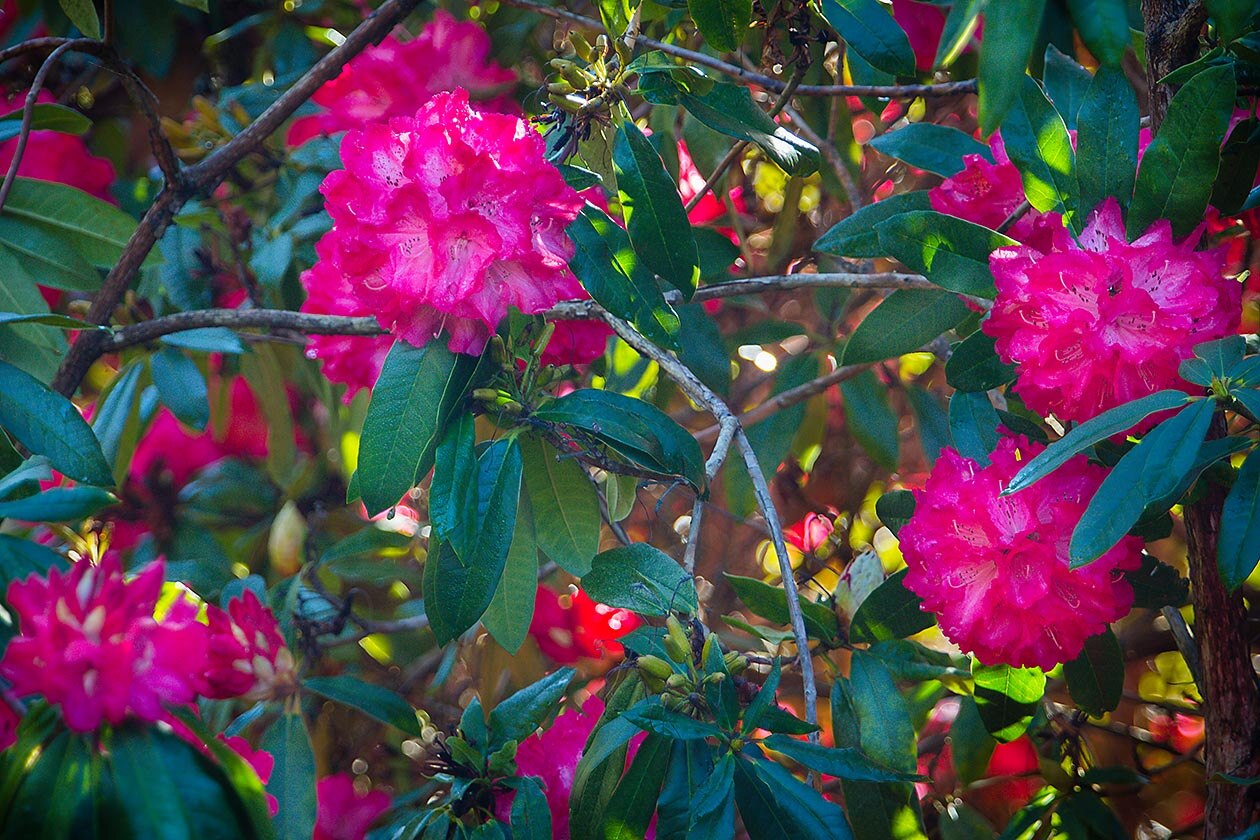 SA Weekends with Deb Tribe - ABC listen