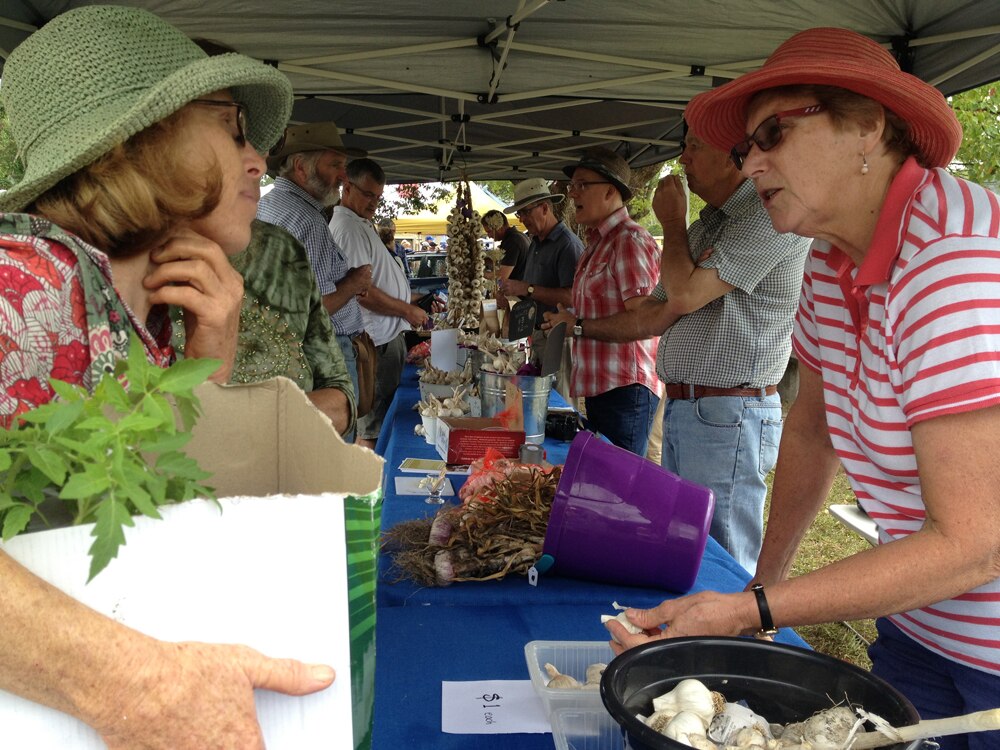 Buckets and Bucketts of Garlic - ABC News