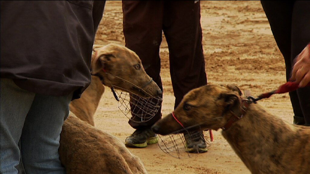 Greyhound racing: Regional NSW trainers join together to fight ban ...