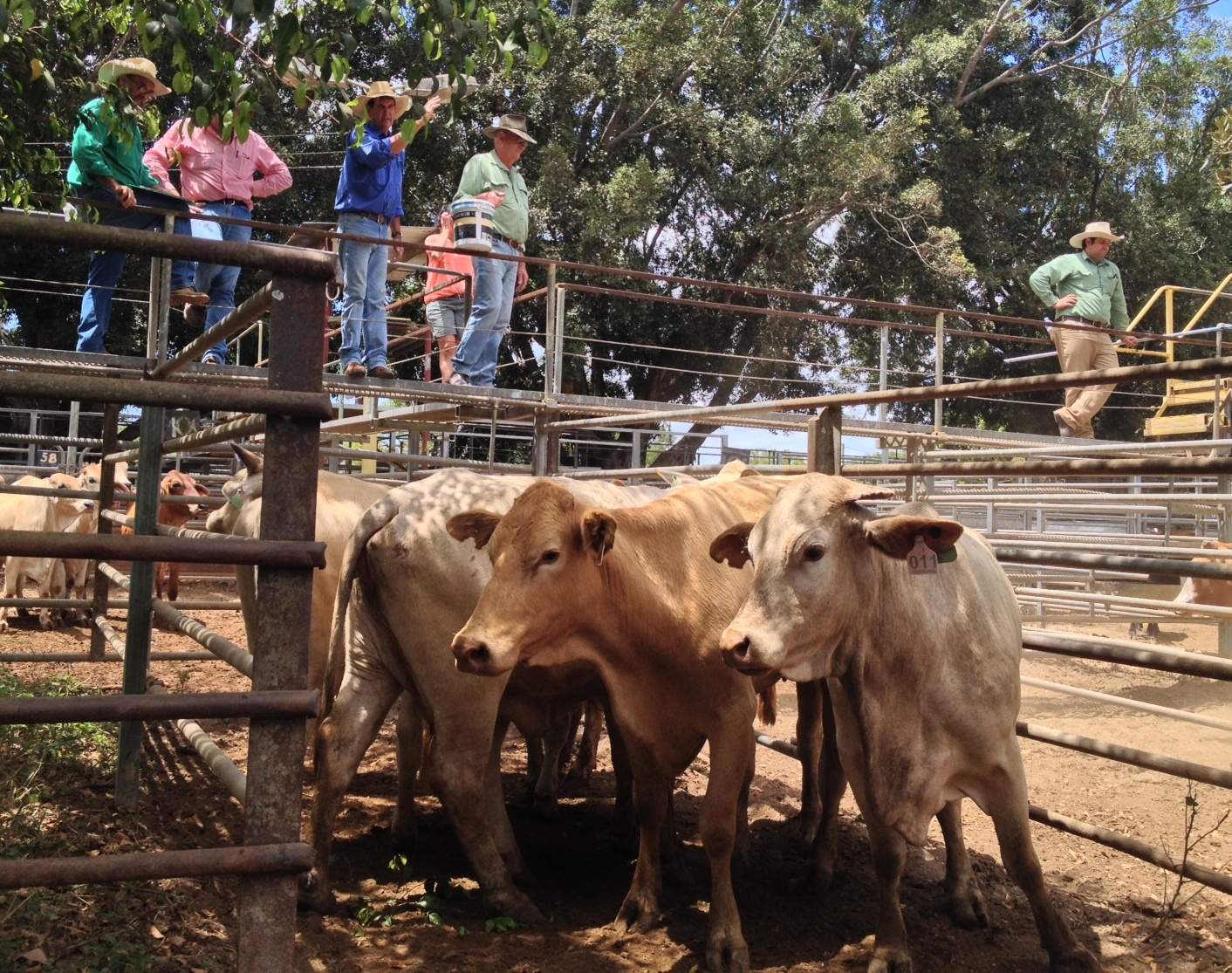 Cattle prices at Mareeba best in 20 years as ailing northern cattle ...