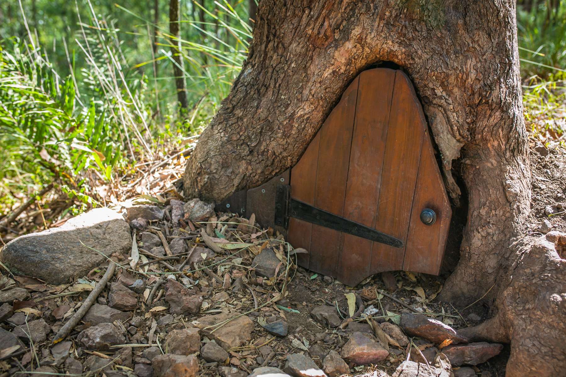 The secret Brisbane tree door where 'fairies' collect and answer ...