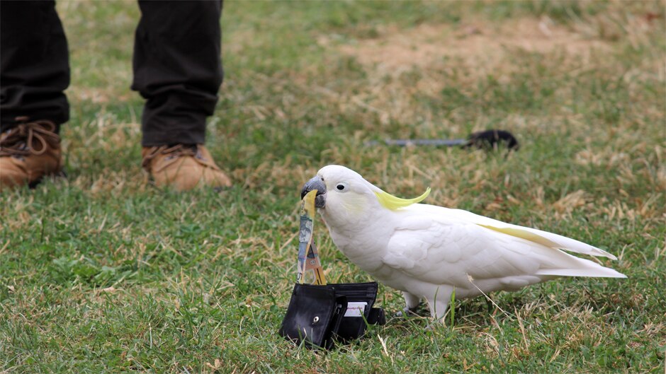 Royal Canberra show: Pretty pollies, proud pooches reign supreme - ABC News