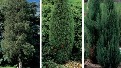 Juniperus - Gardening Australia