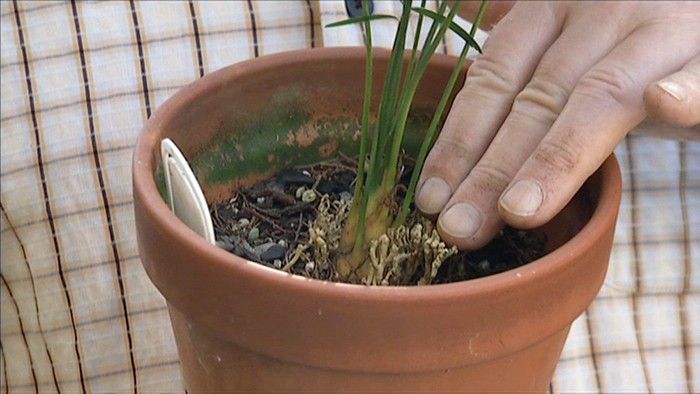 Propagating Cycads - Gardening Australia