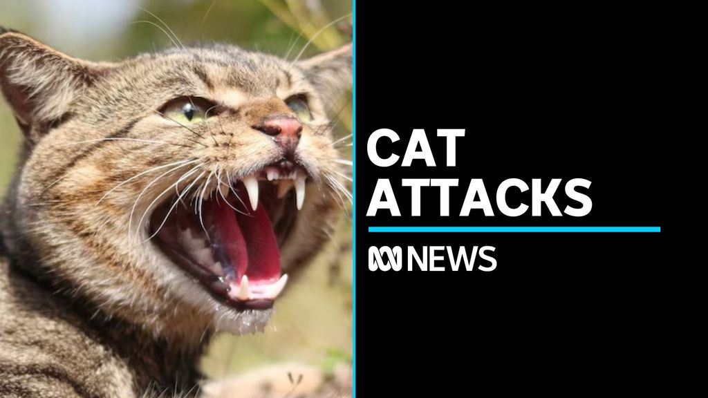 Study finds cats kill more than 300 million animals each year - ABC News