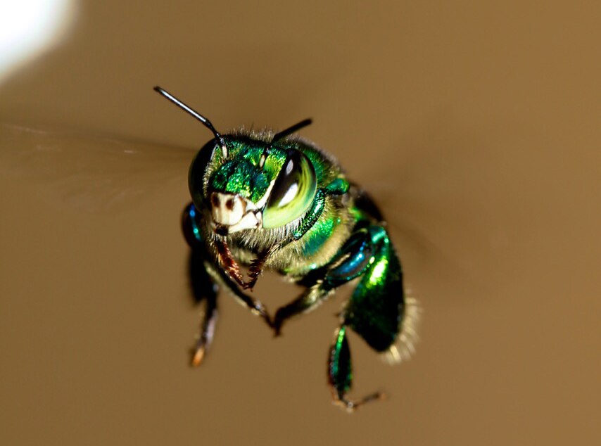 Insects may have had basic 'consciousness' more than 500 million years ...