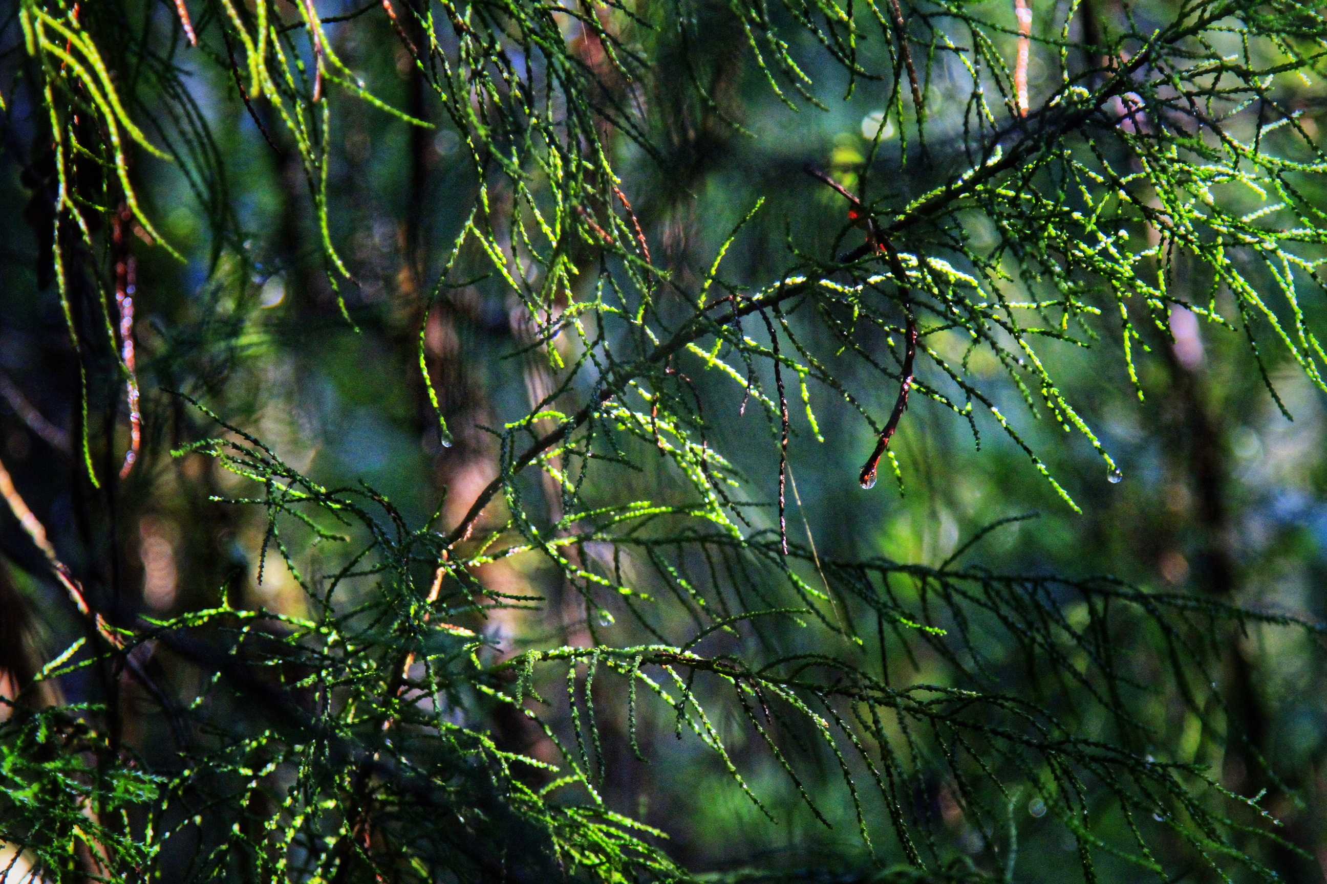 Huon pine trees live for 3,000 years but climate change could wipe them ...