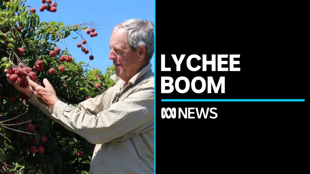 Lychee lovers to enjoy fresh fruit for longer this summer - ABC News