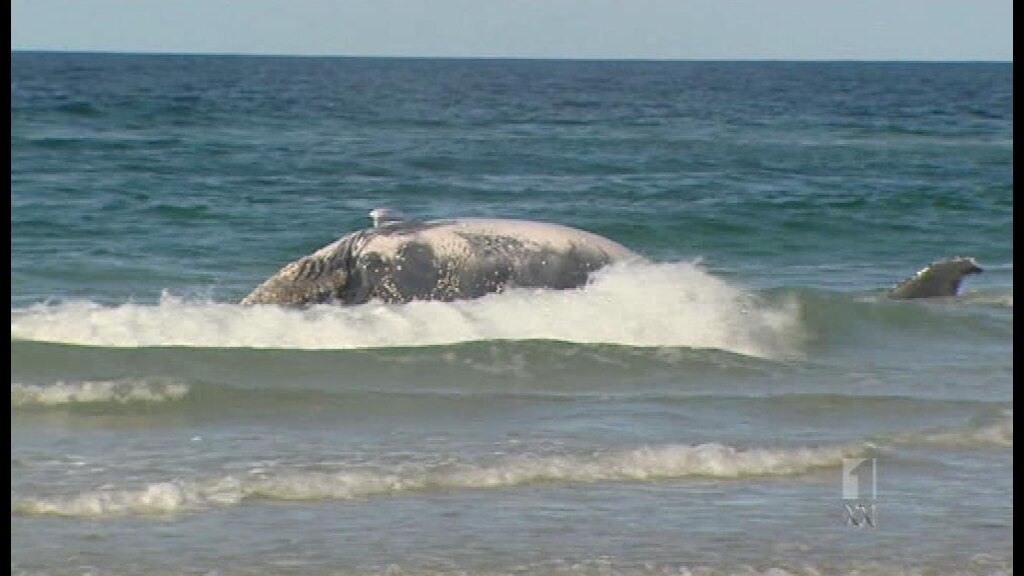 Whale washes up on Main Beach - ABC News