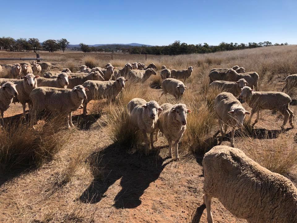 Plea for bullets to put down drought-affected stock as RSPCA reminds ...