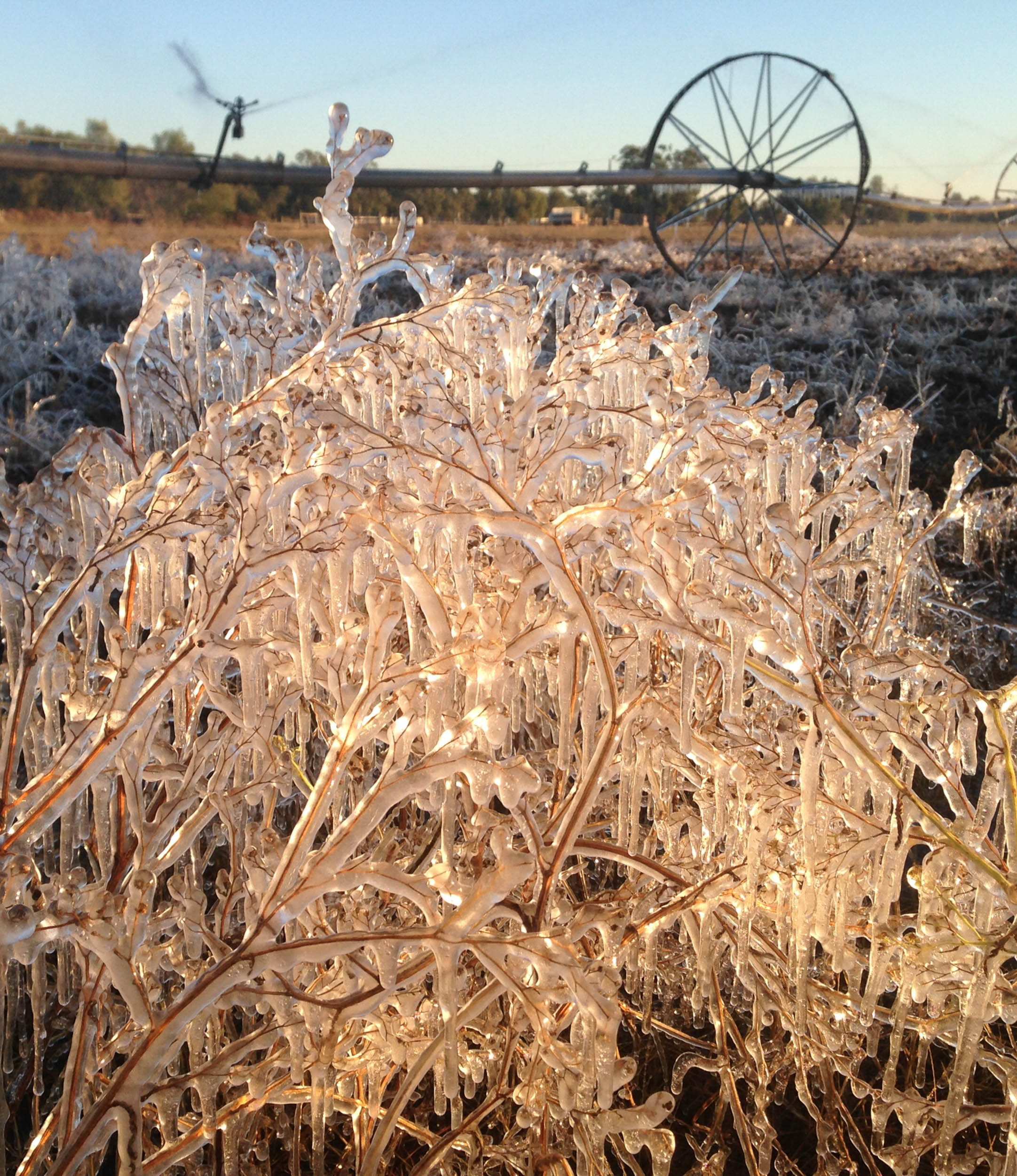 El Nino bring heightened frost risk for southern Australian cropping ...