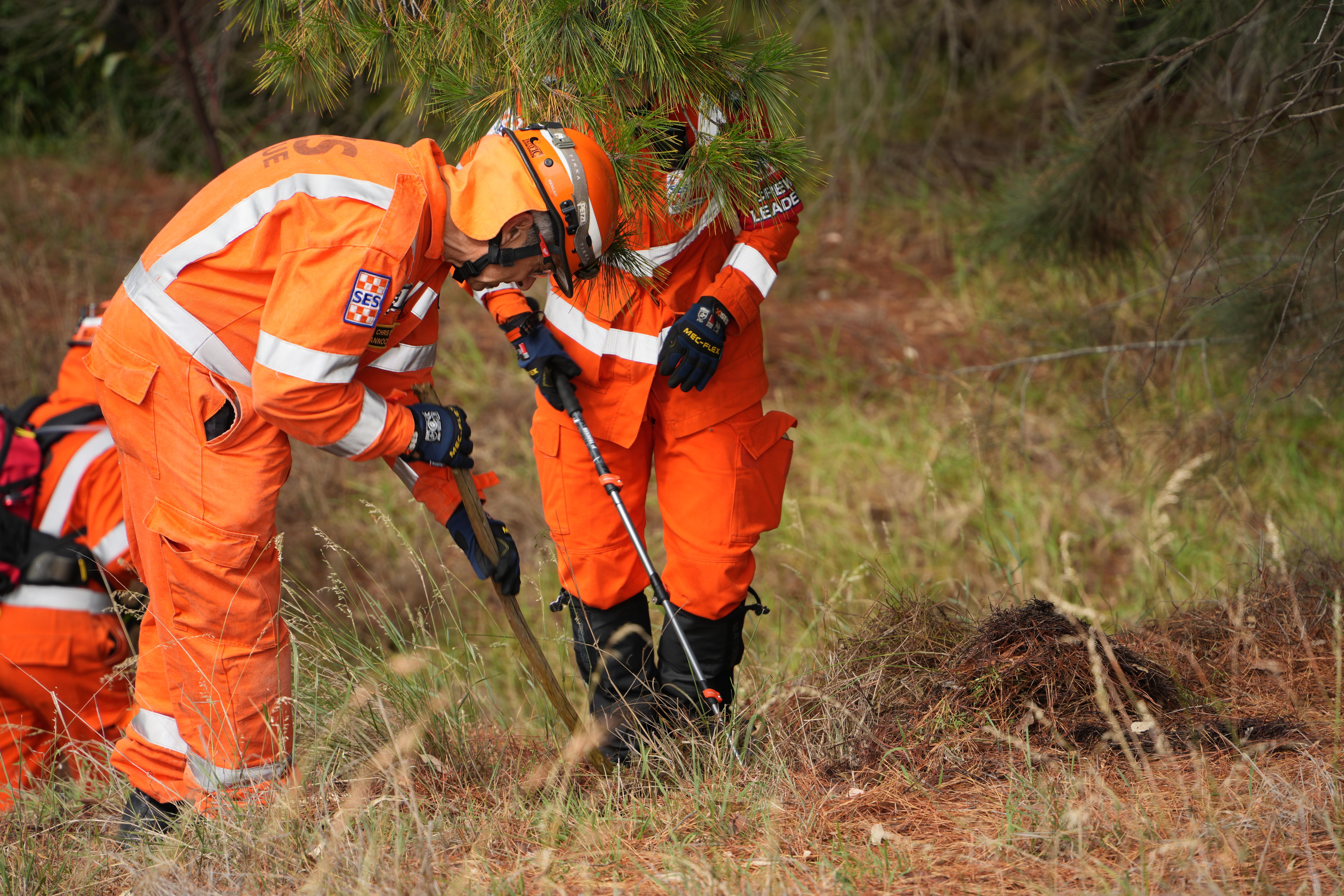 New information prompts fresh search of bushland for Lorrin Whitehead ...