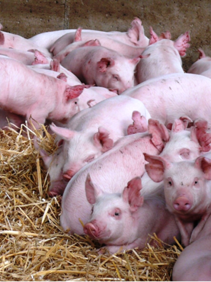 Hope that pig parasite may be turned into drug therapy for auto-immune ...