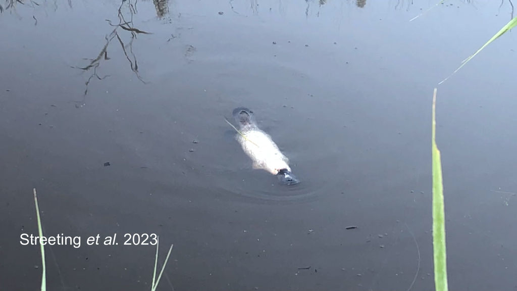 'Bloop' the white Platypus stuns local researchers - ABC News