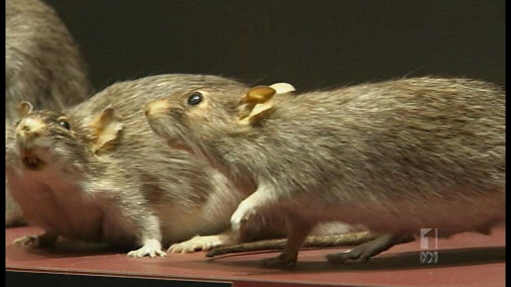 Reward posted for rat with false teeth - ABC Radio
