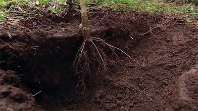 Long-stem Planting - Gardening Australia