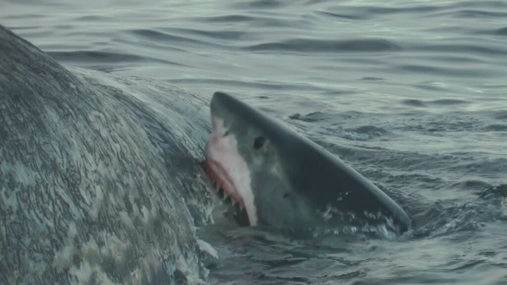 Diver captures 'incredible' footage of great whites, tiger sharks ...