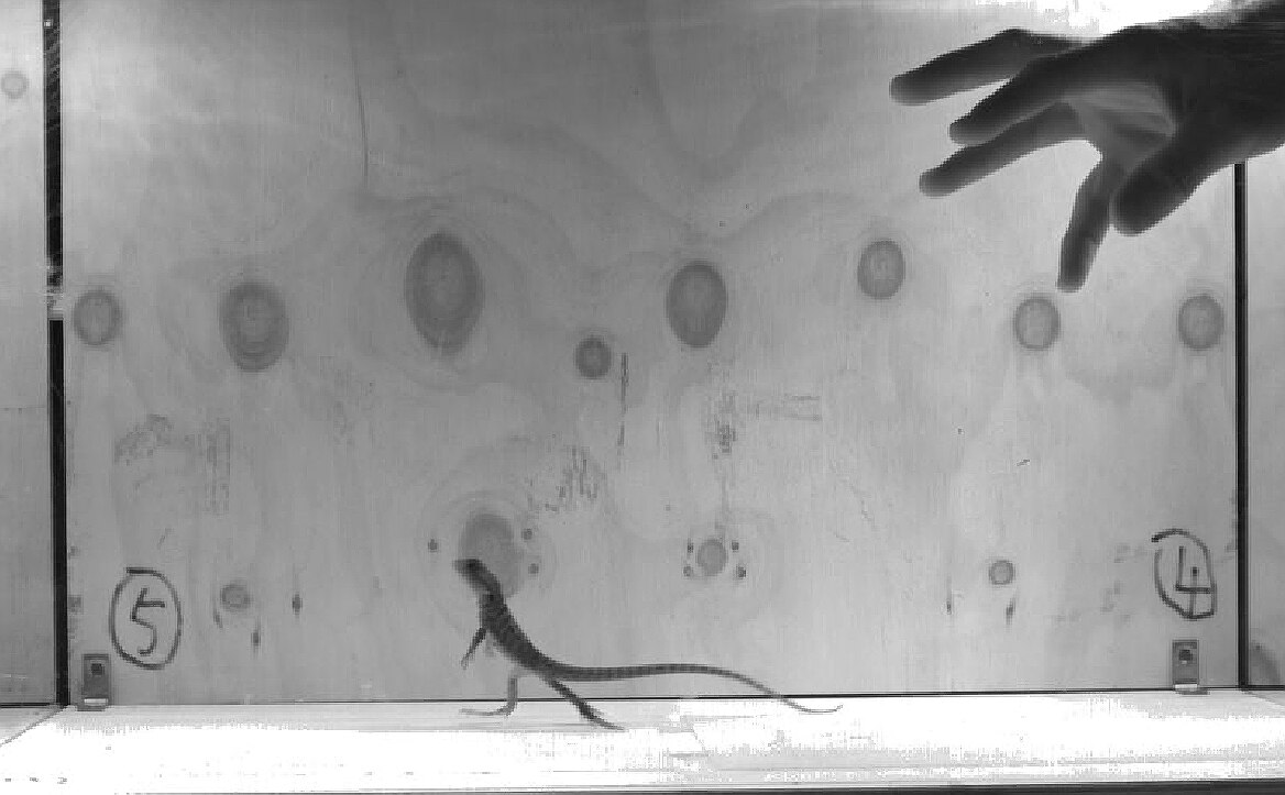 Robot researchers look to lizard tails to pave way for search-and ...