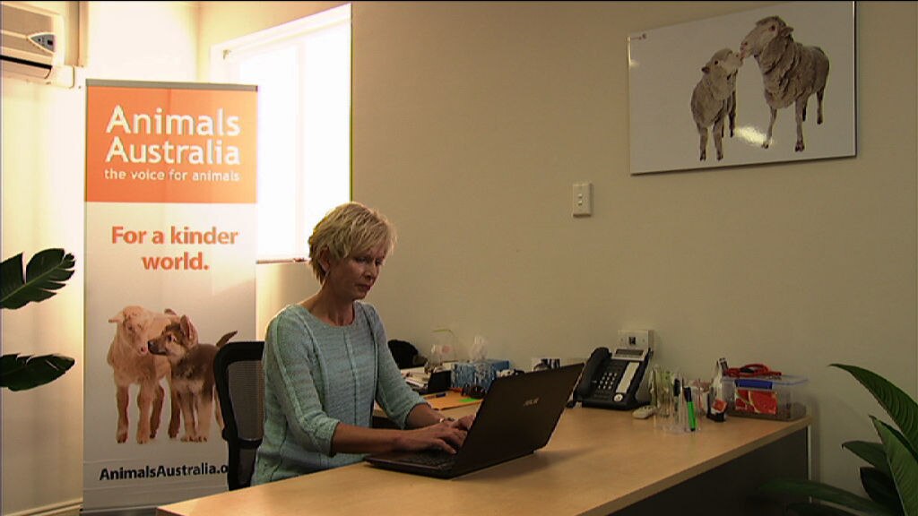 Animals Australia under the microscope - ABC News