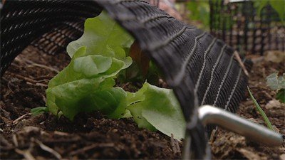 Viewer Gardening Tip: Seedling Protector - Gardening Australia